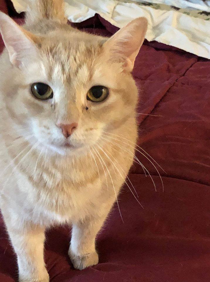 Ruth Epler needs to find a home for her beloved cats - First Unitarian ...